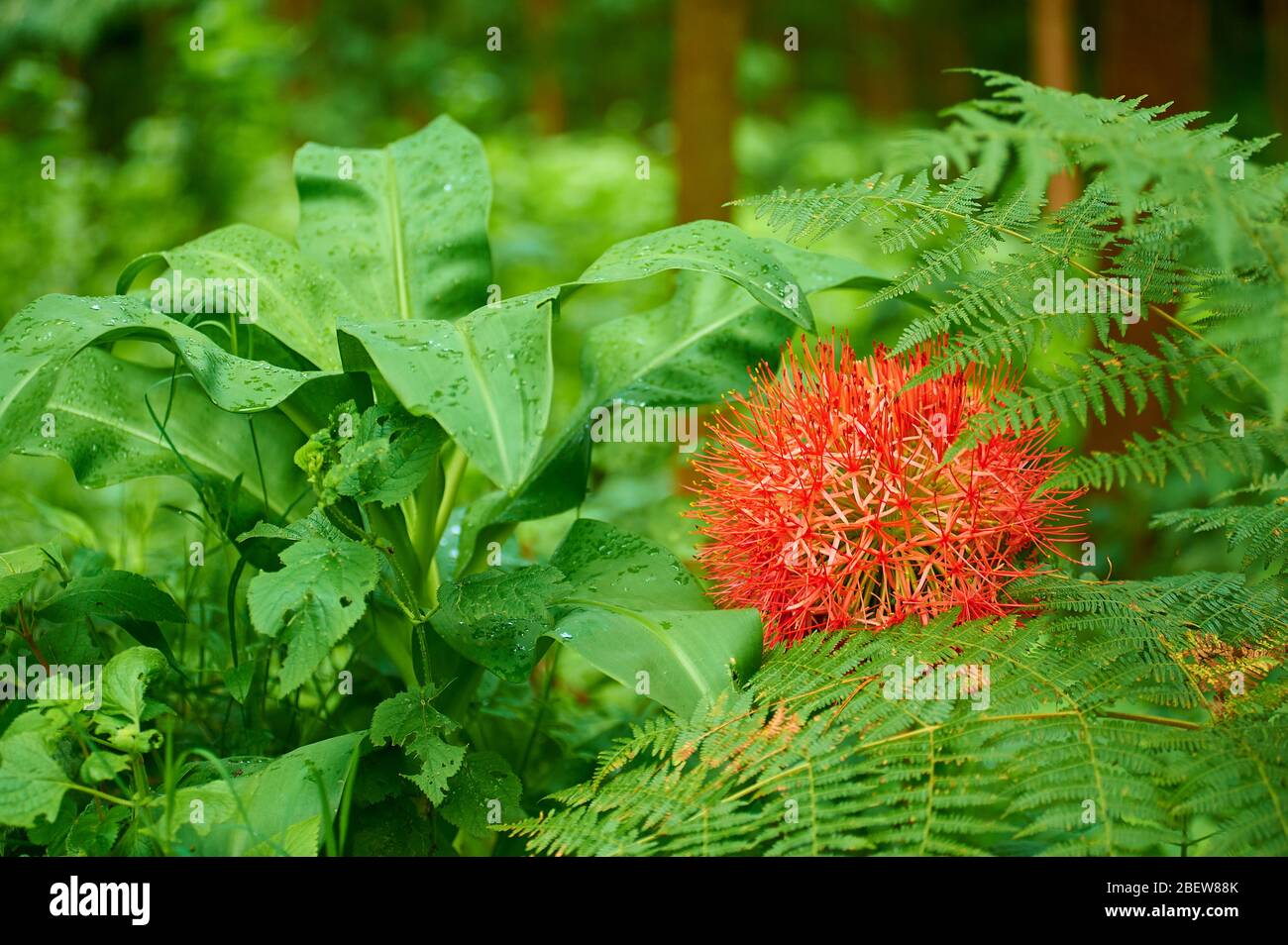 A blooming Fireball lily in the rain-forest on the slopes of Mt Meru ...
