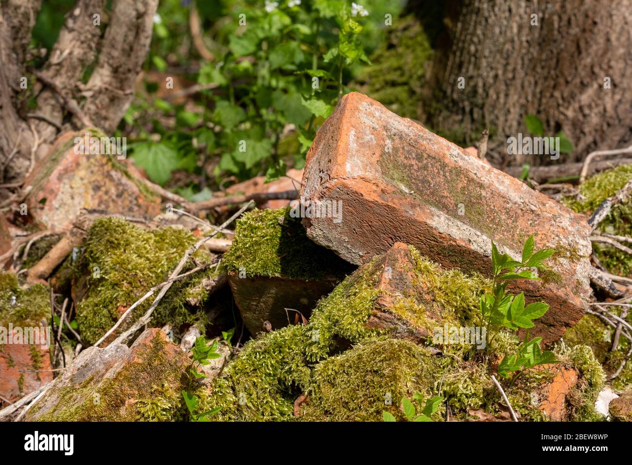 Old broken bricks covered in moss, half hidden in the undergrowth ...
