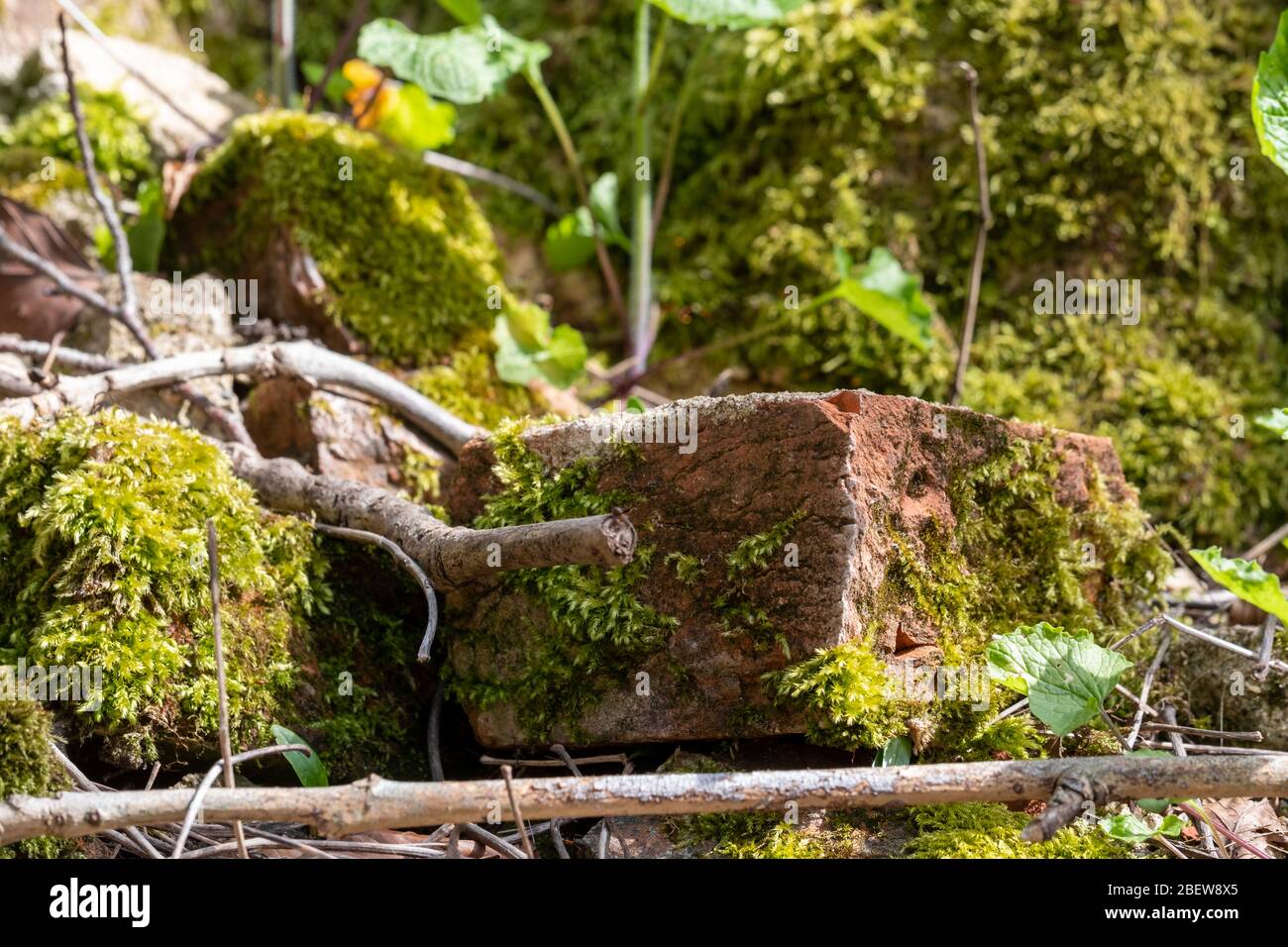 Old broken bricks covered in moss, half hidden in the undergrowth ...