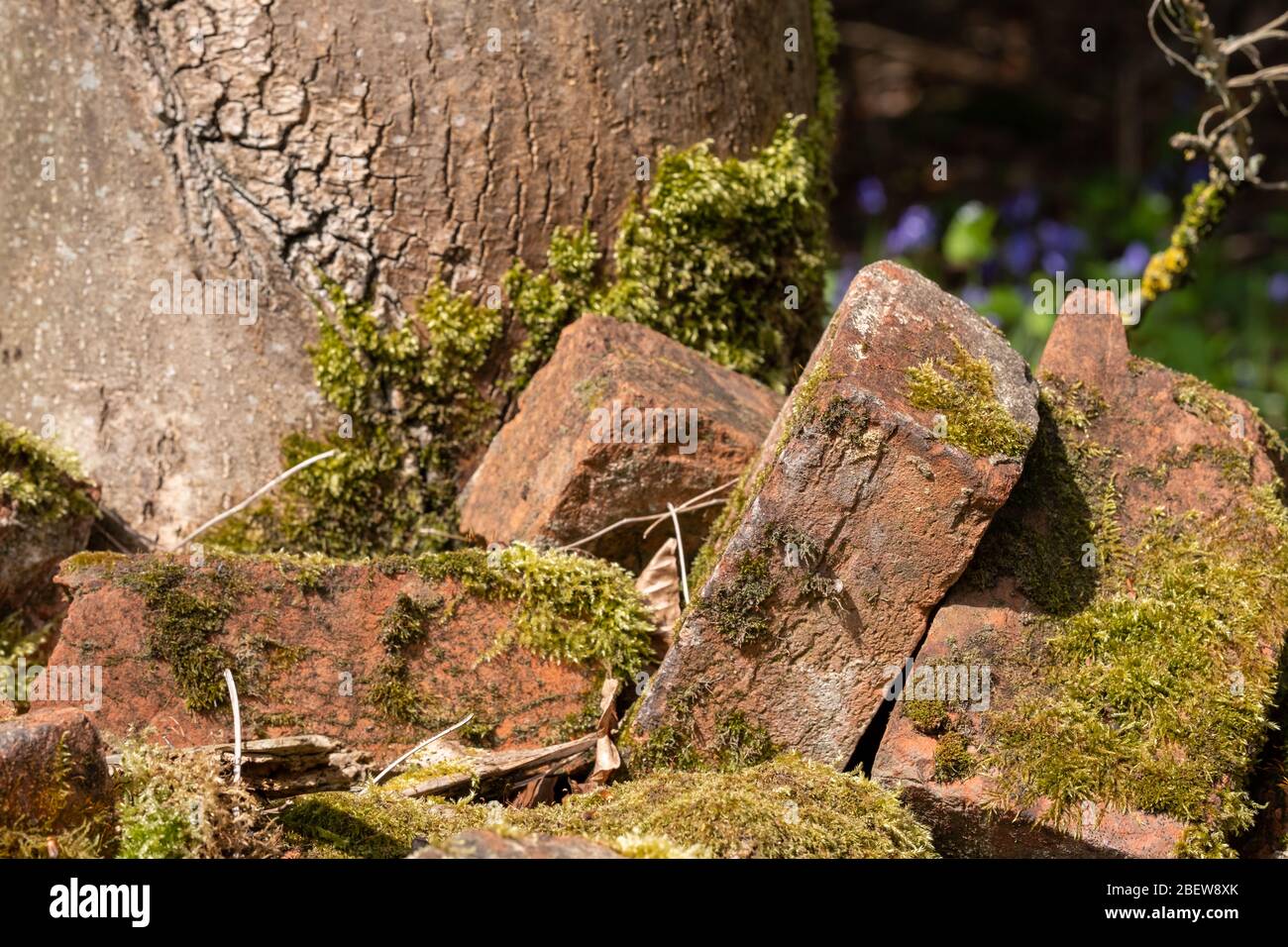 Old broken bricks covered in moss, half hidden in the undergrowth ...