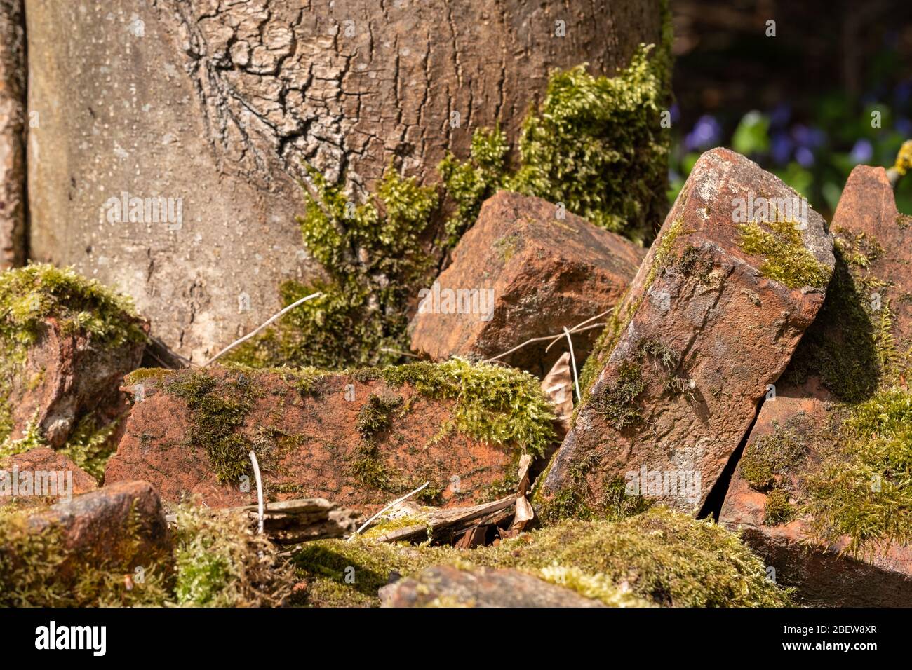 Old broken bricks covered in moss, half hidden in the undergrowth ...