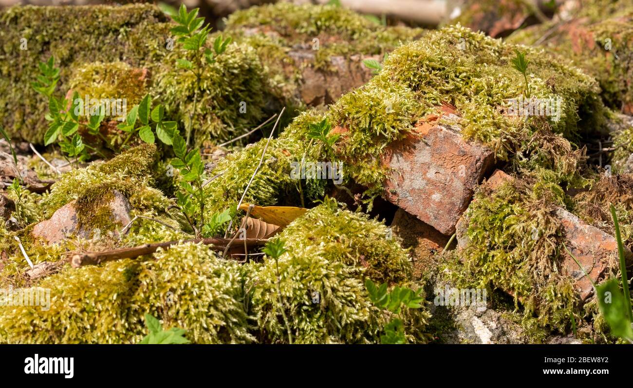 Old broken bricks covered in moss, half hidden in the undergrowth ...