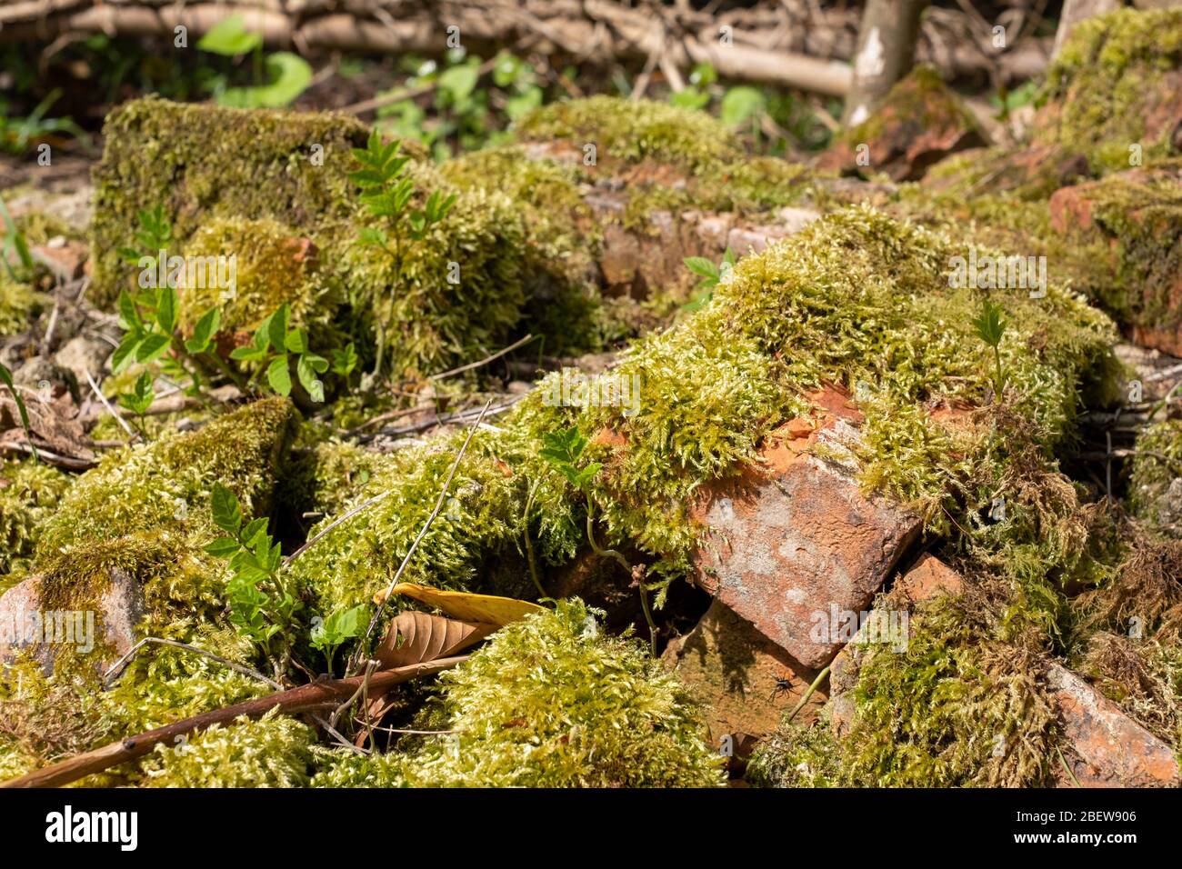 Old broken bricks covered in moss, half hidden in the undergrowth ...