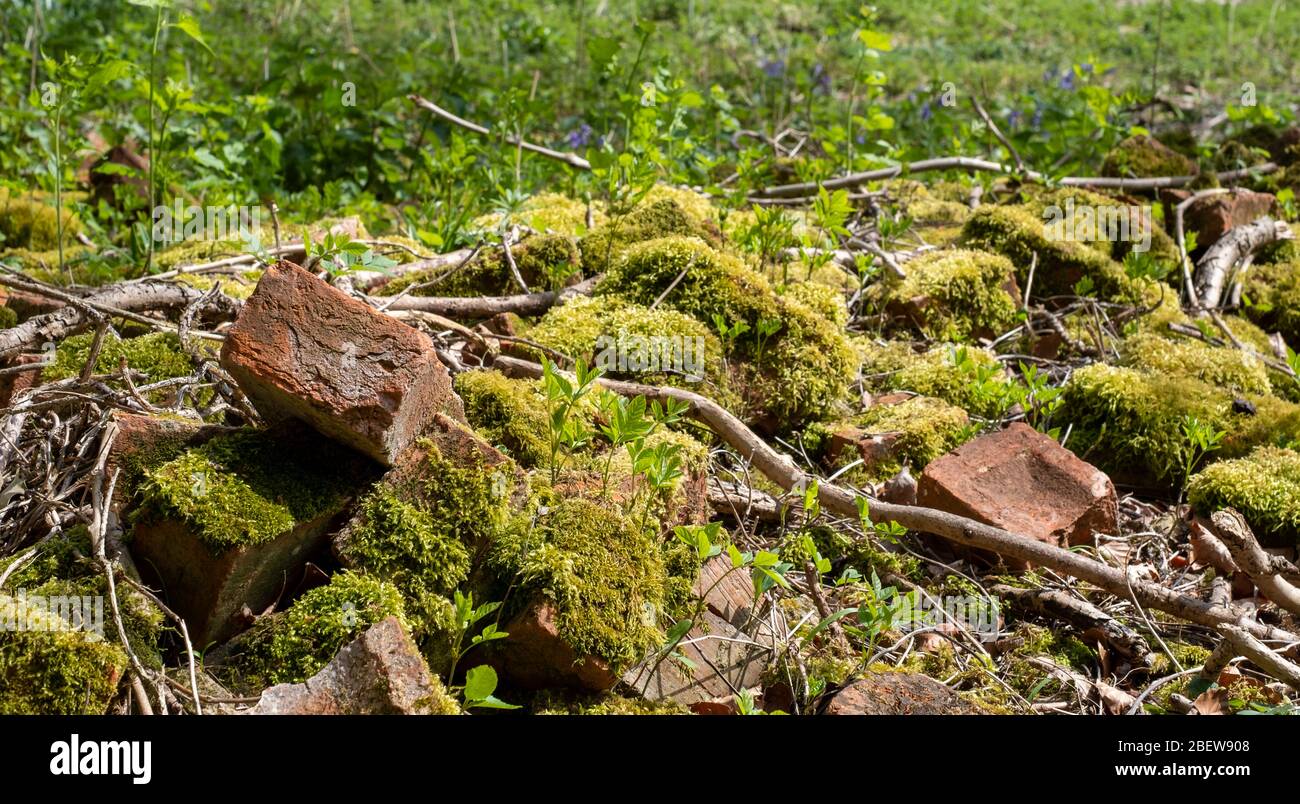 Old broken bricks covered in moss, half hidden in the undergrowth ...