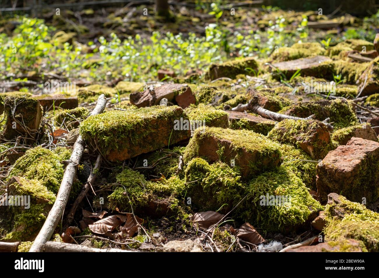 Old broken bricks covered in moss, half hidden in the undergrowth ...