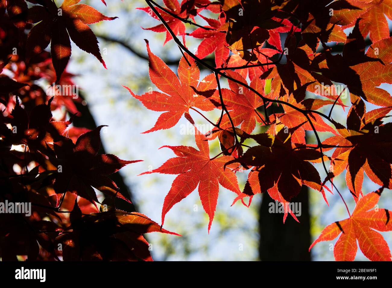 View from below a Red Maple tree on a sunny day as the sunshine ...