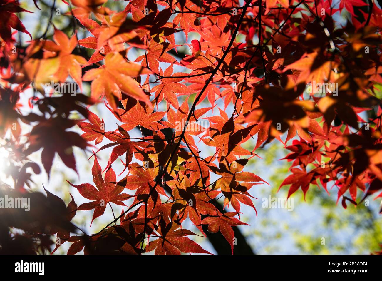 Transparent leaves hi-res stock photography and images - Alamy
