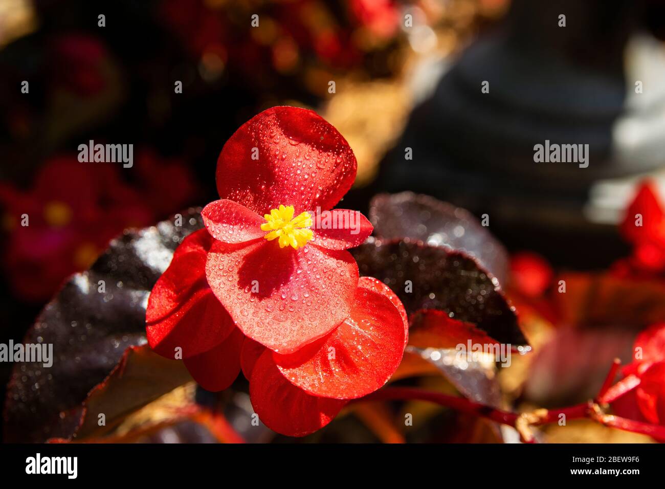 Clubbed begonia hi-res stock photography and images - Alamy