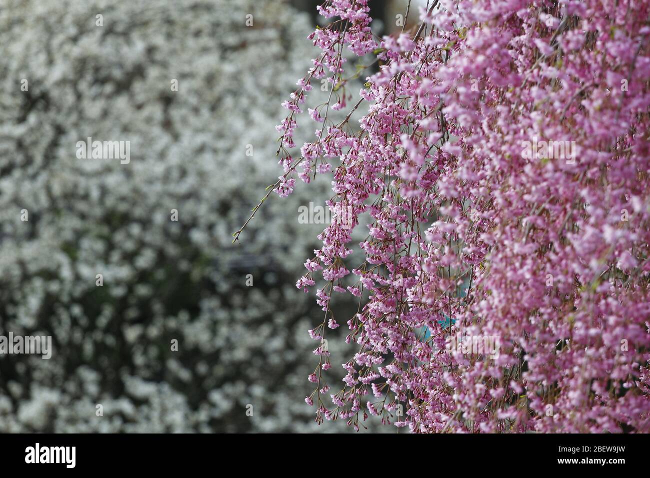 Weeping Cherry Tree Flowers Stock Photo - Alamy