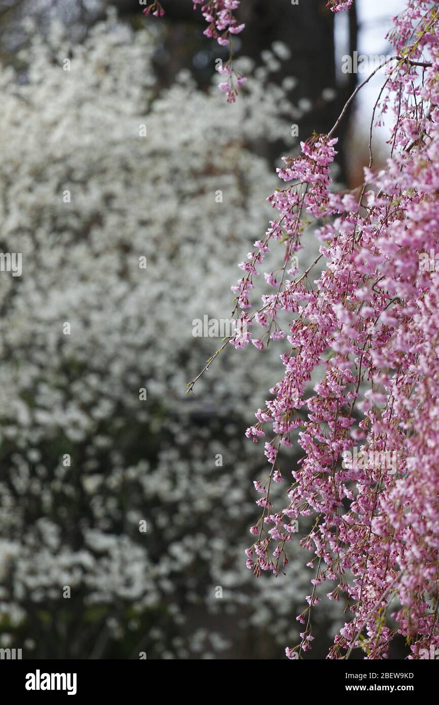 Weeping Cherry Tree Flowers Stock Photo - Alamy