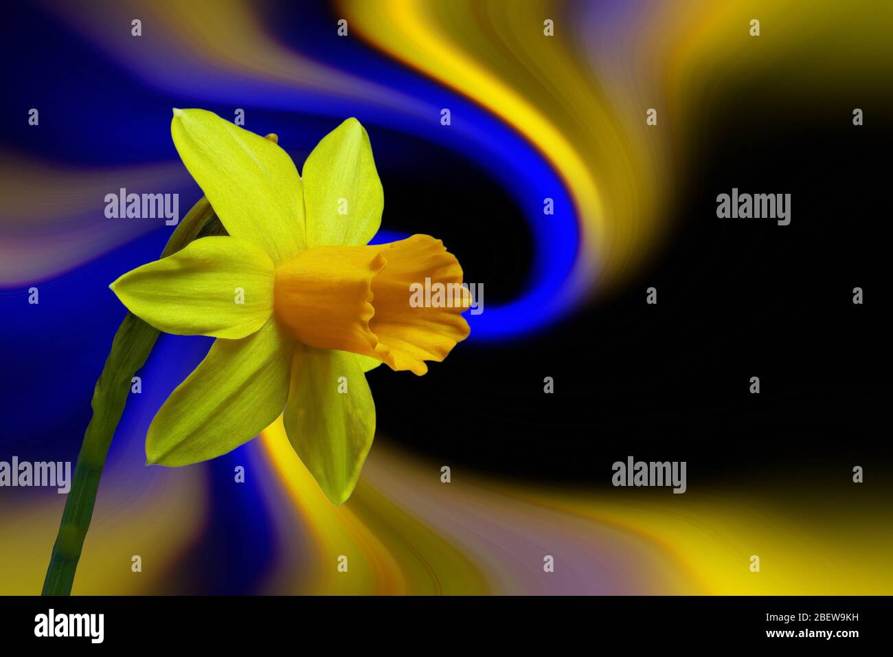 Narzisse in front of a colorful artistic abstract twisted background ...