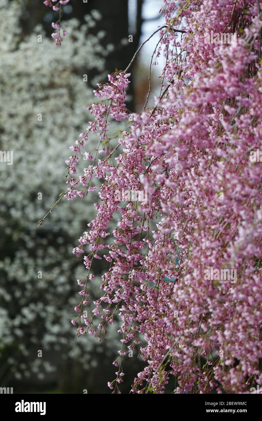 Weeping Cherry Tree Flowers Stock Photo - Alamy