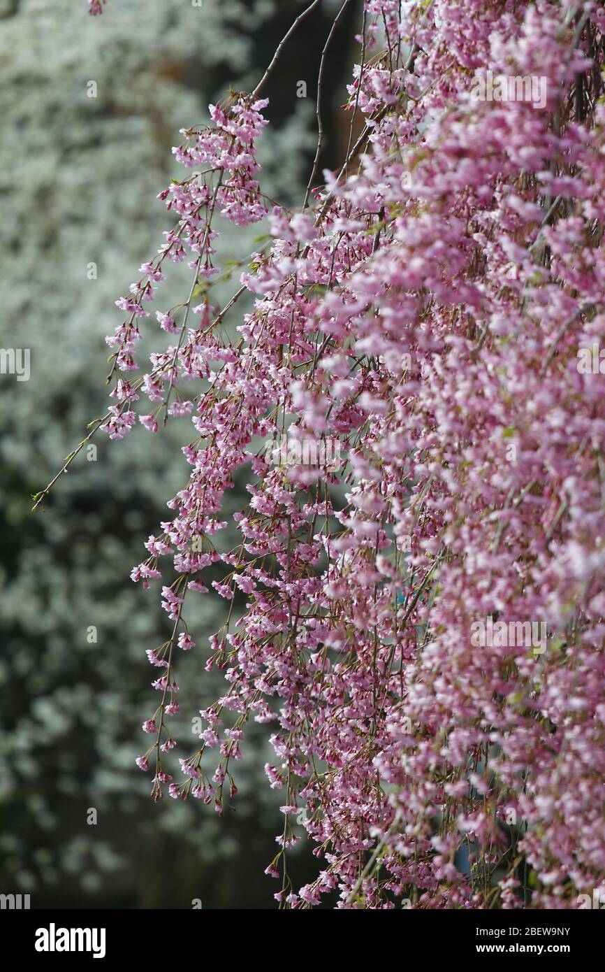 Weeping Cherry Tree Flowers Stock Photo - Alamy