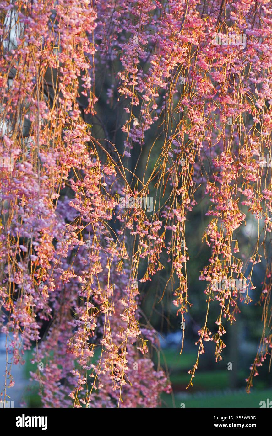 Weeping Cherry Tree Flowers Stock Photo - Alamy