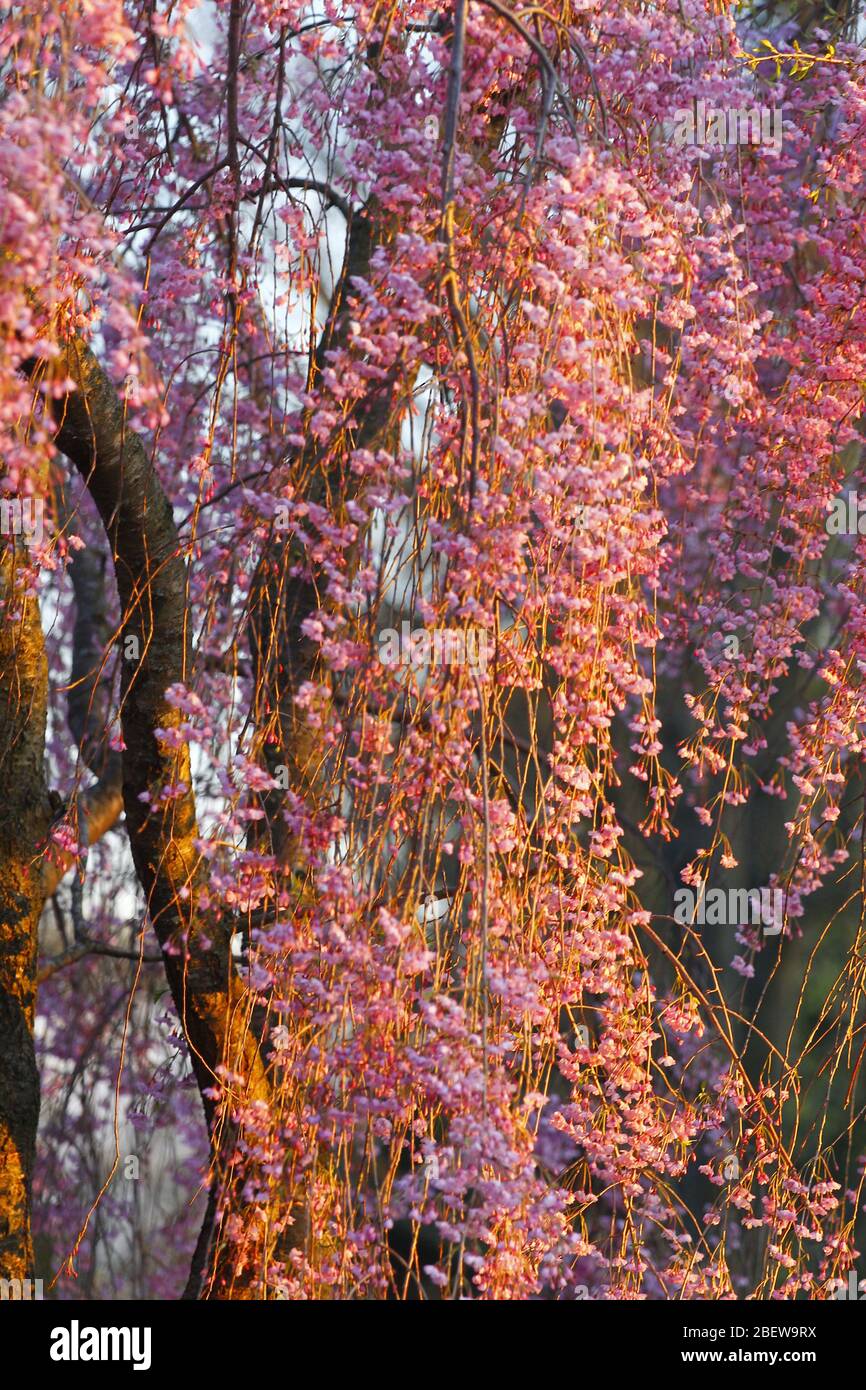 Weeping Cherry Tree Flowers Stock Photo - Alamy
