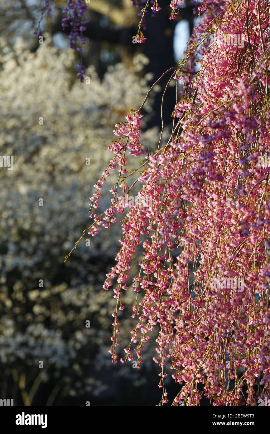 Weeping Cherry Tree Flowers Stock Photo - Alamy