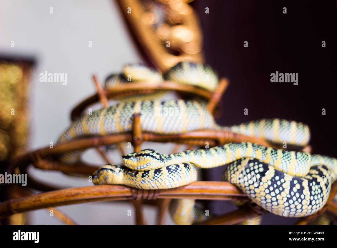 Asia snakes hi-res stock photography and images - Alamy