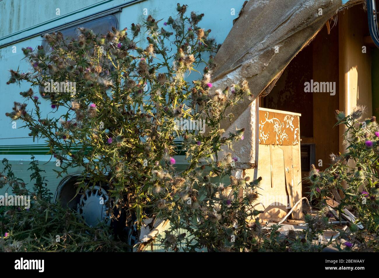 Abandoned, damaged and disused caravan in field with thistles growing ...