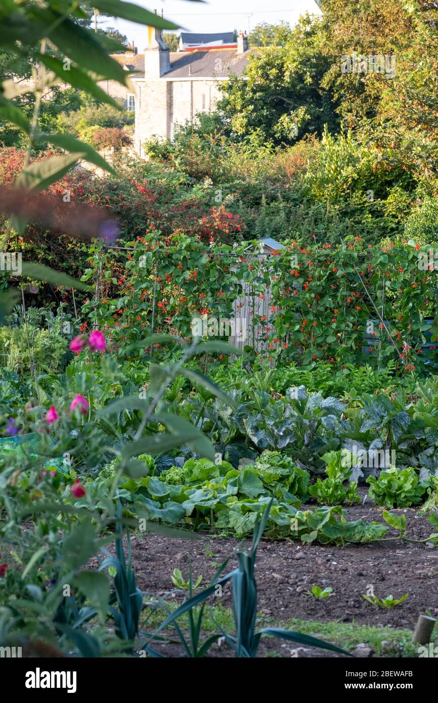 Small vegetable plot with bean poles, cabbages and other summer ...