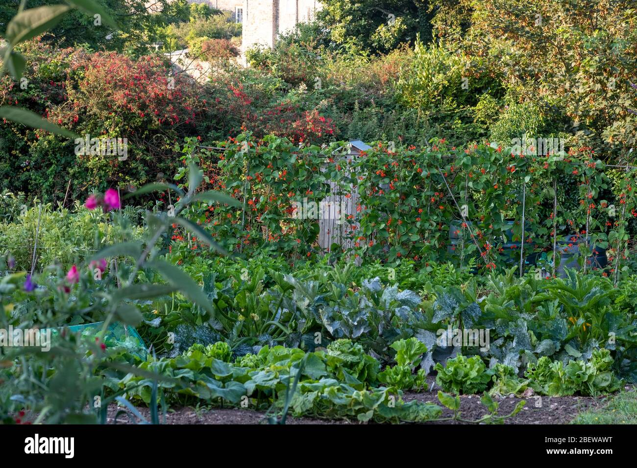 Small vegetable plot with bean poles, cabbages and other summer ...