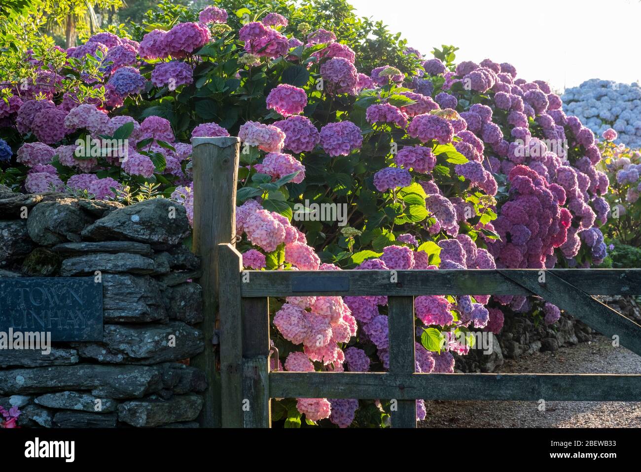 Hydrangeas lining driveway in country house grounds Stock Photo - Alamy