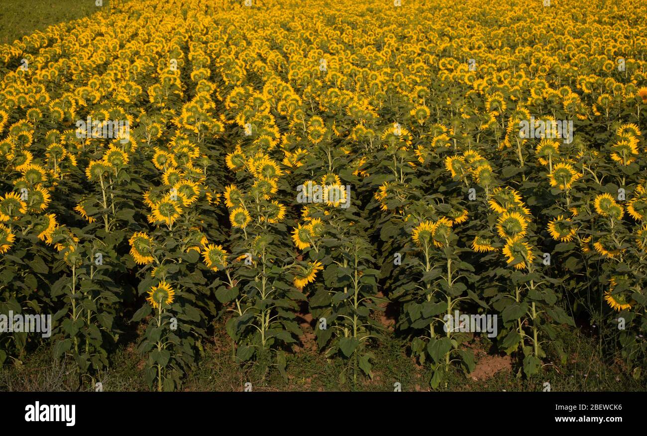 Sunflower field landscape , field of blooming sunflowers as natural ...
