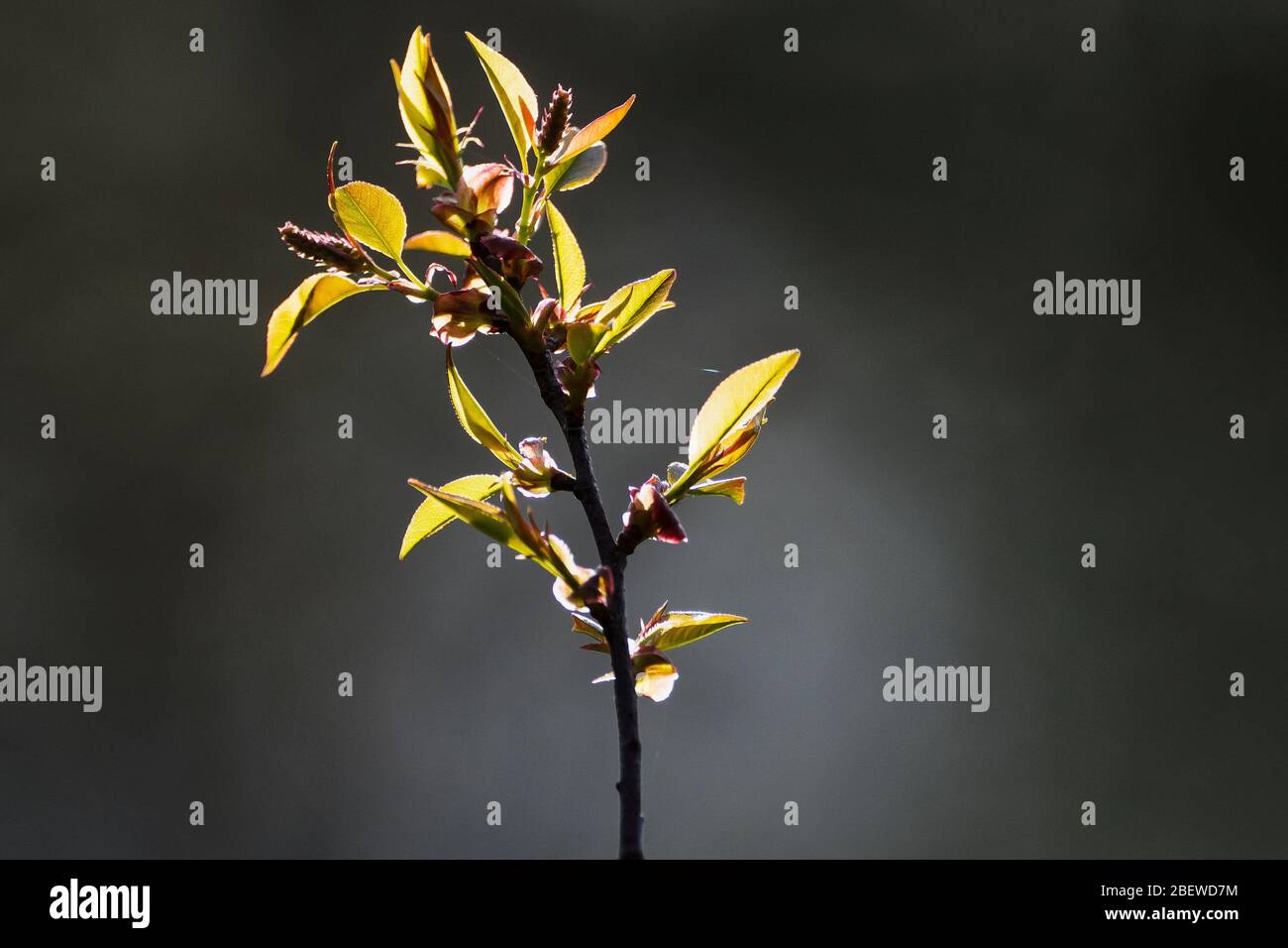 Back-lit trees and leaves in early spring Stock Photo - Alamy