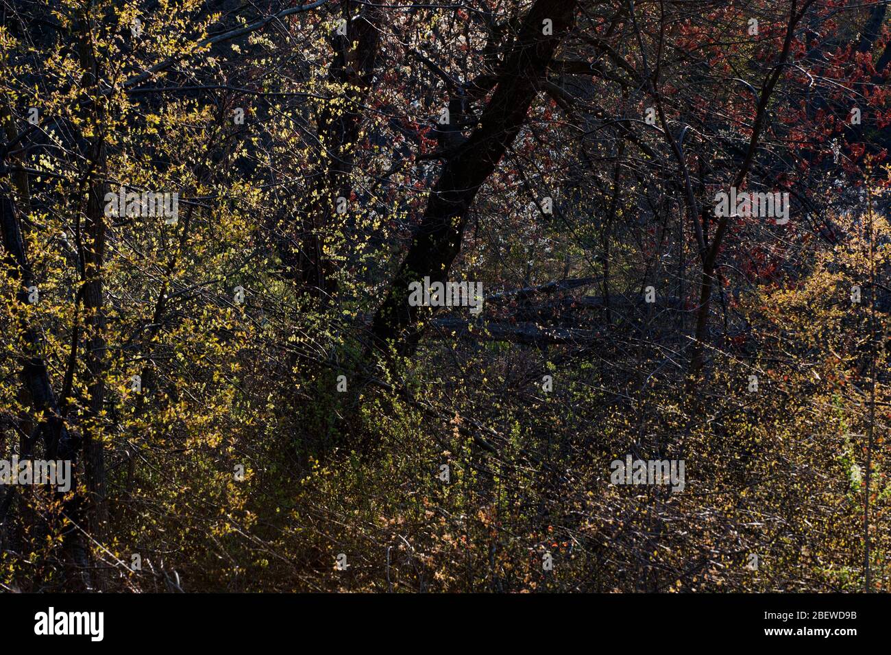 Lit trees hi-res stock photography and images - Alamy