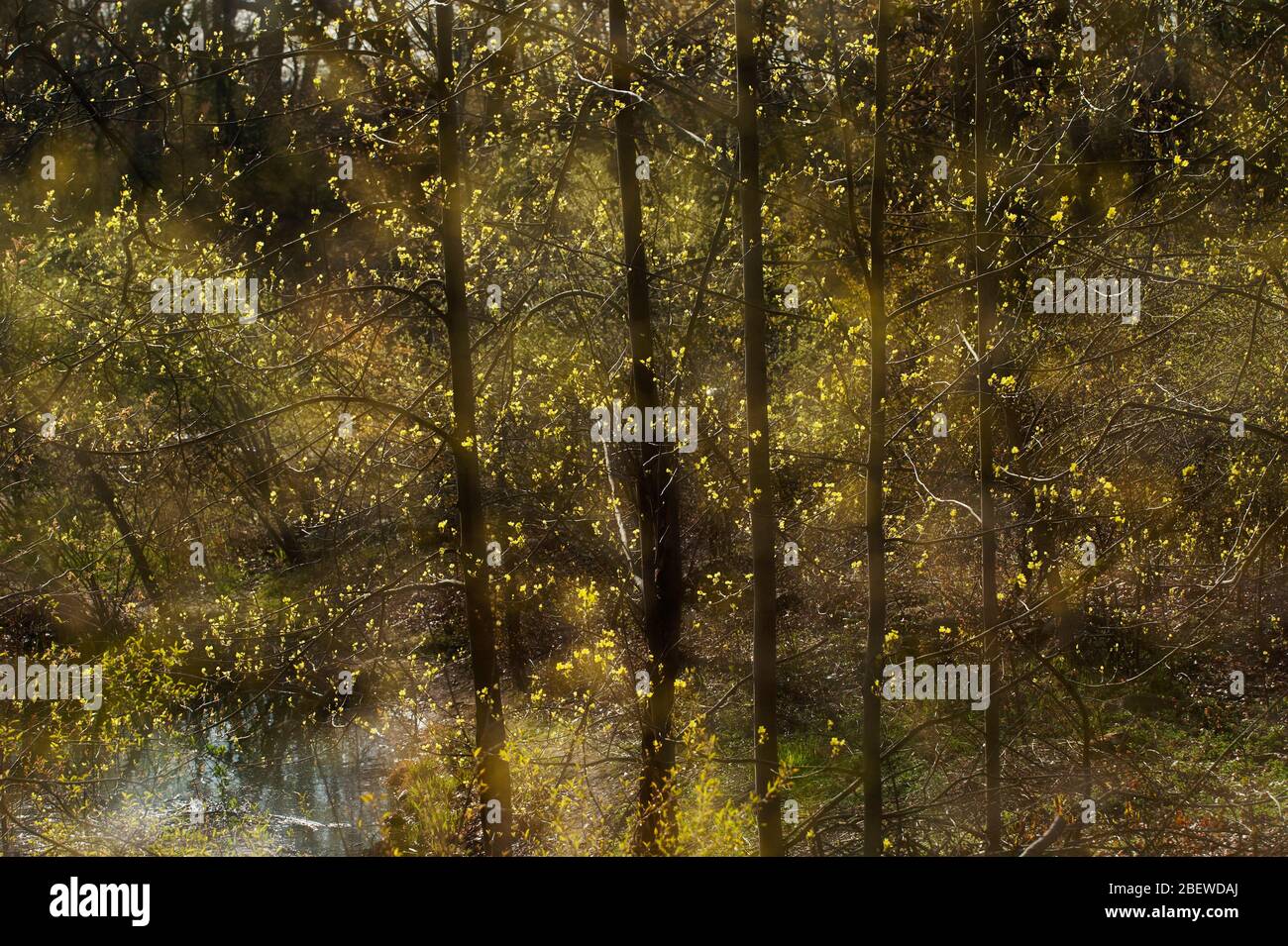Trees with spring leaves hi-res stock photography and images - Alamy