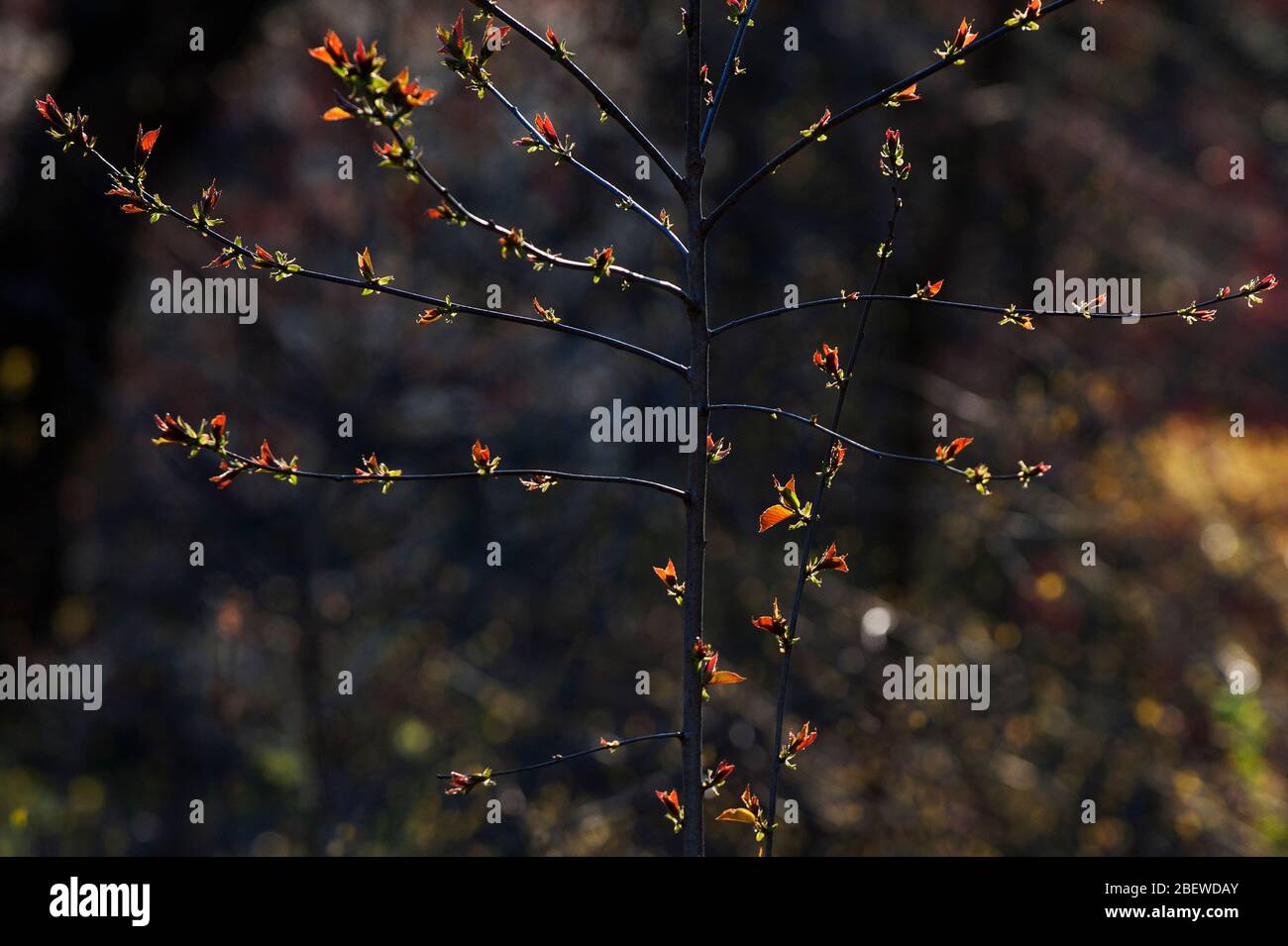 Trees with spring leaves hi-res stock photography and images - Alamy