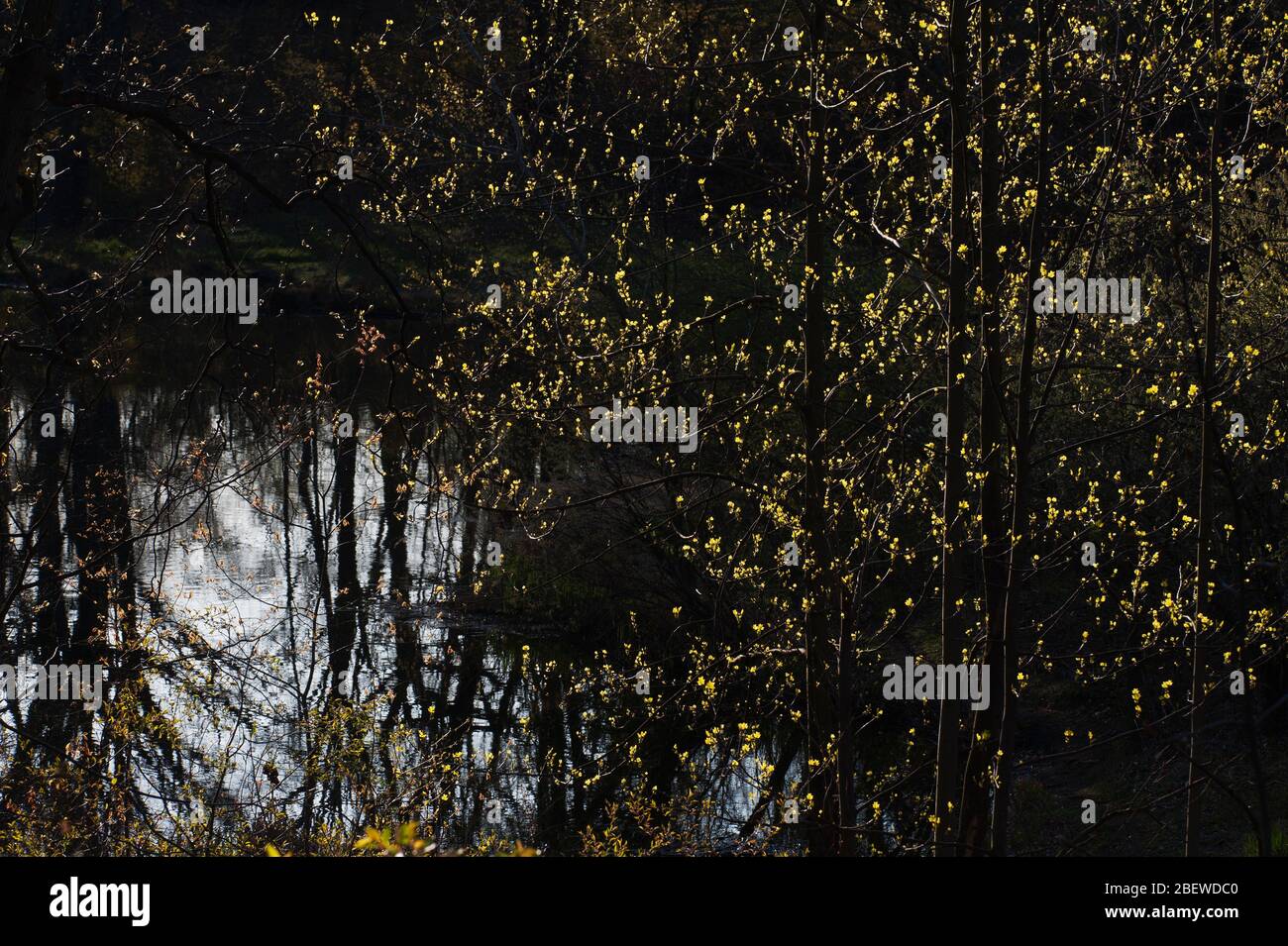 Back lit trees hi-res stock photography and images - Alamy
