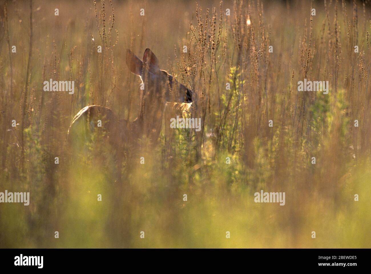 Back of deer hi-res stock photography and images - Alamy