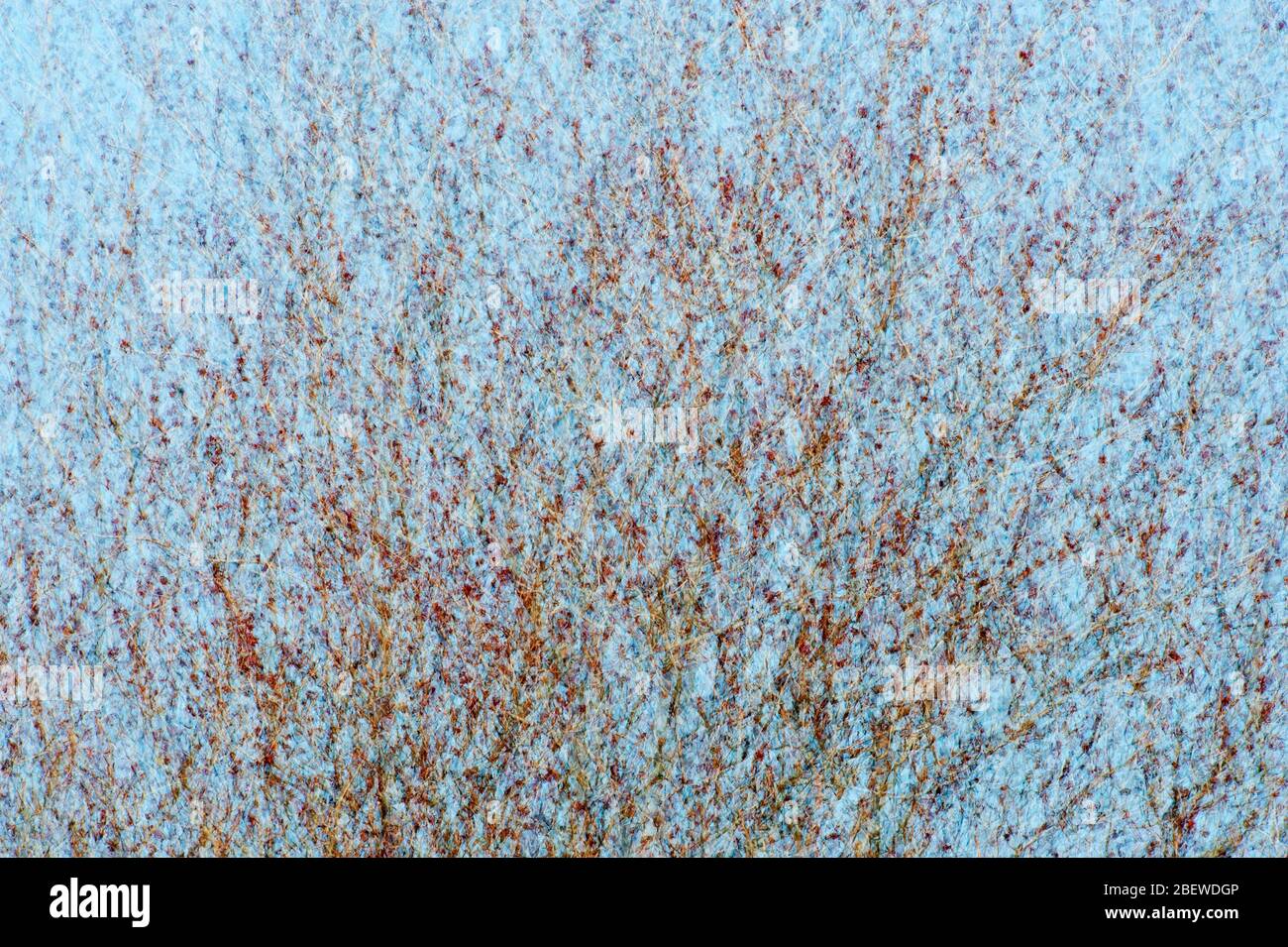 Budding maple tree hi-res stock photography and images - Alamy