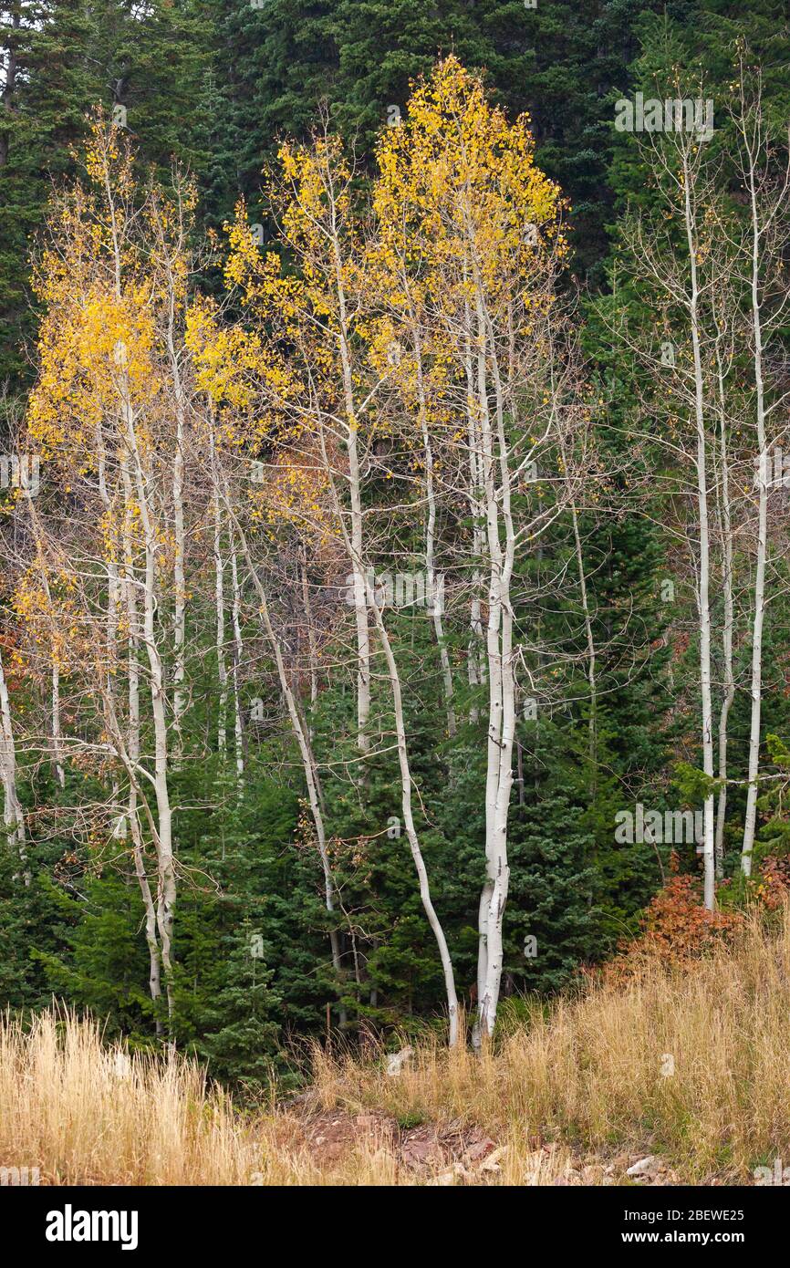 Pines and quaking aspen hi-res stock photography and images - Alamy