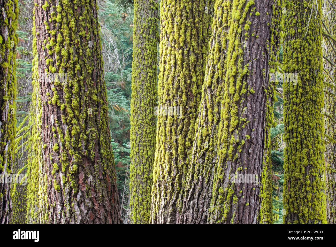 Letharia vulpina (wolf lichen) on tree trunks, Yosemite National Park ...