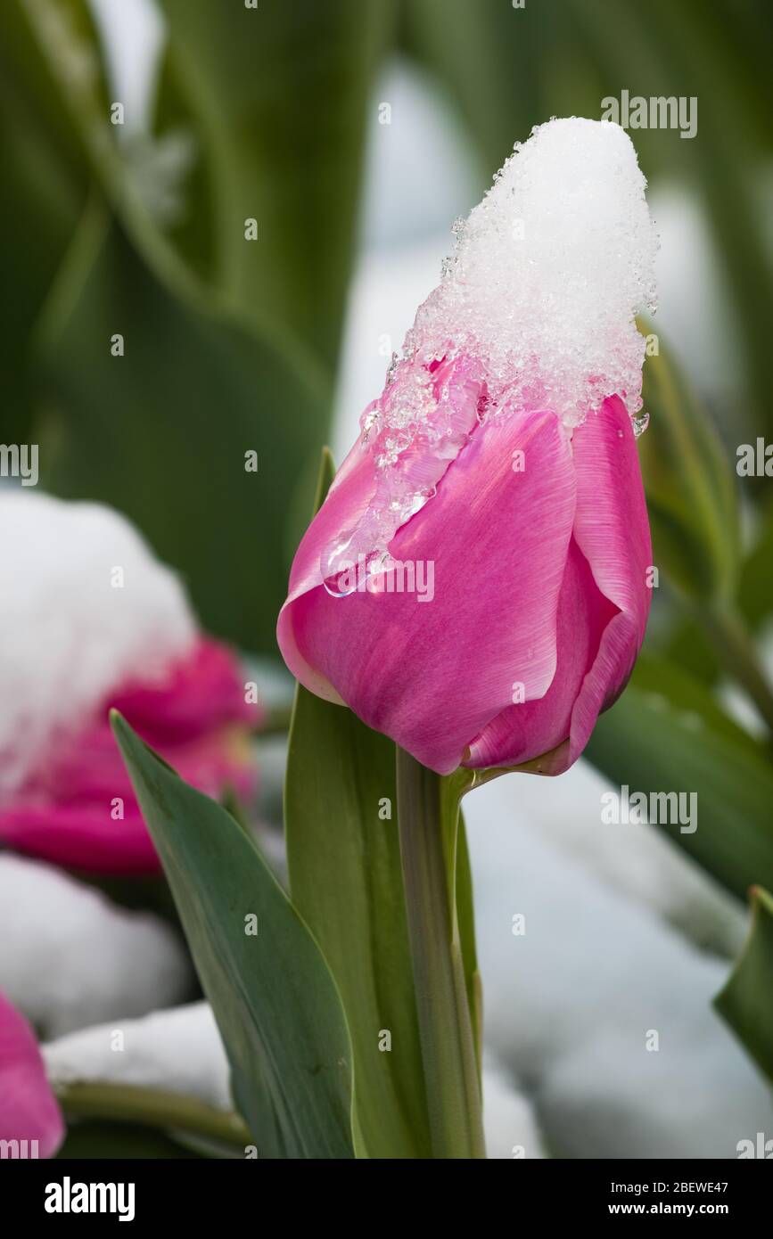 Snow capped tulip in spring, Salt Lake City, Utah Stock Photo - Alamy