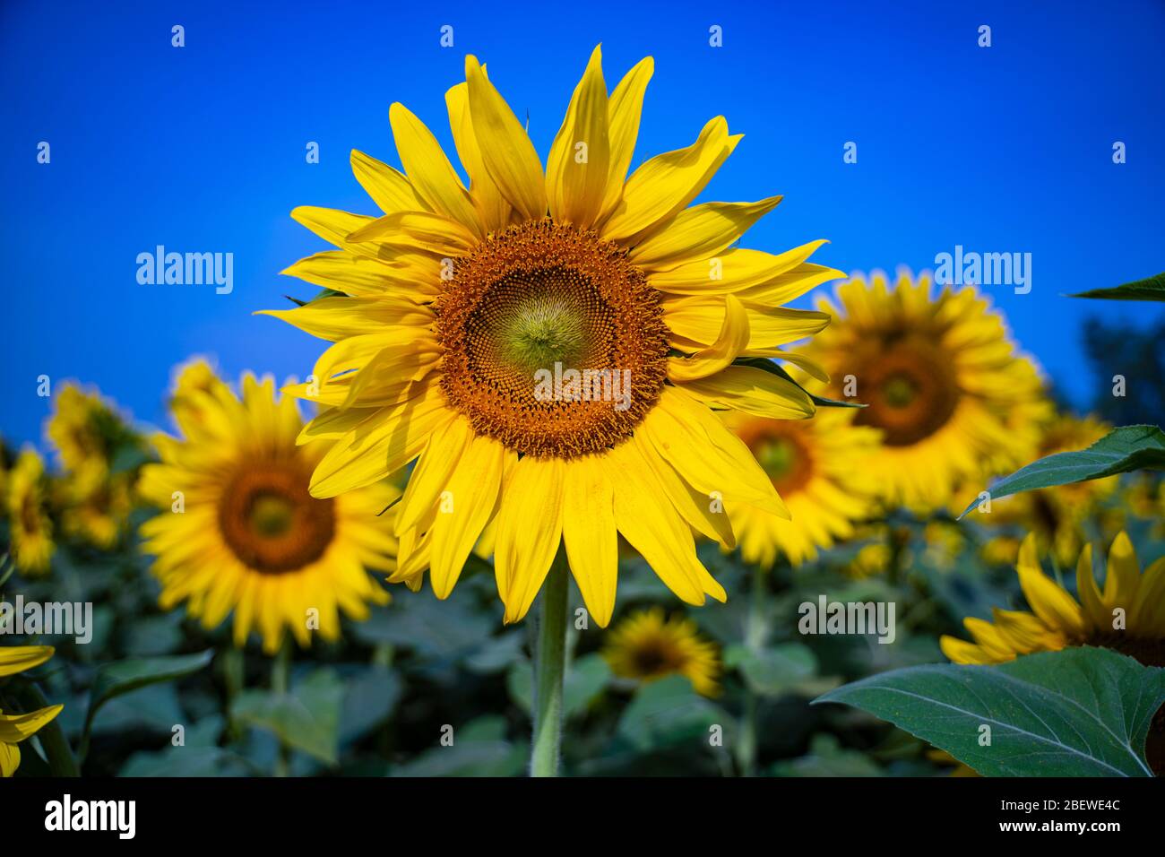 Sunflower screensaver hi-res stock photography and images - Alamy