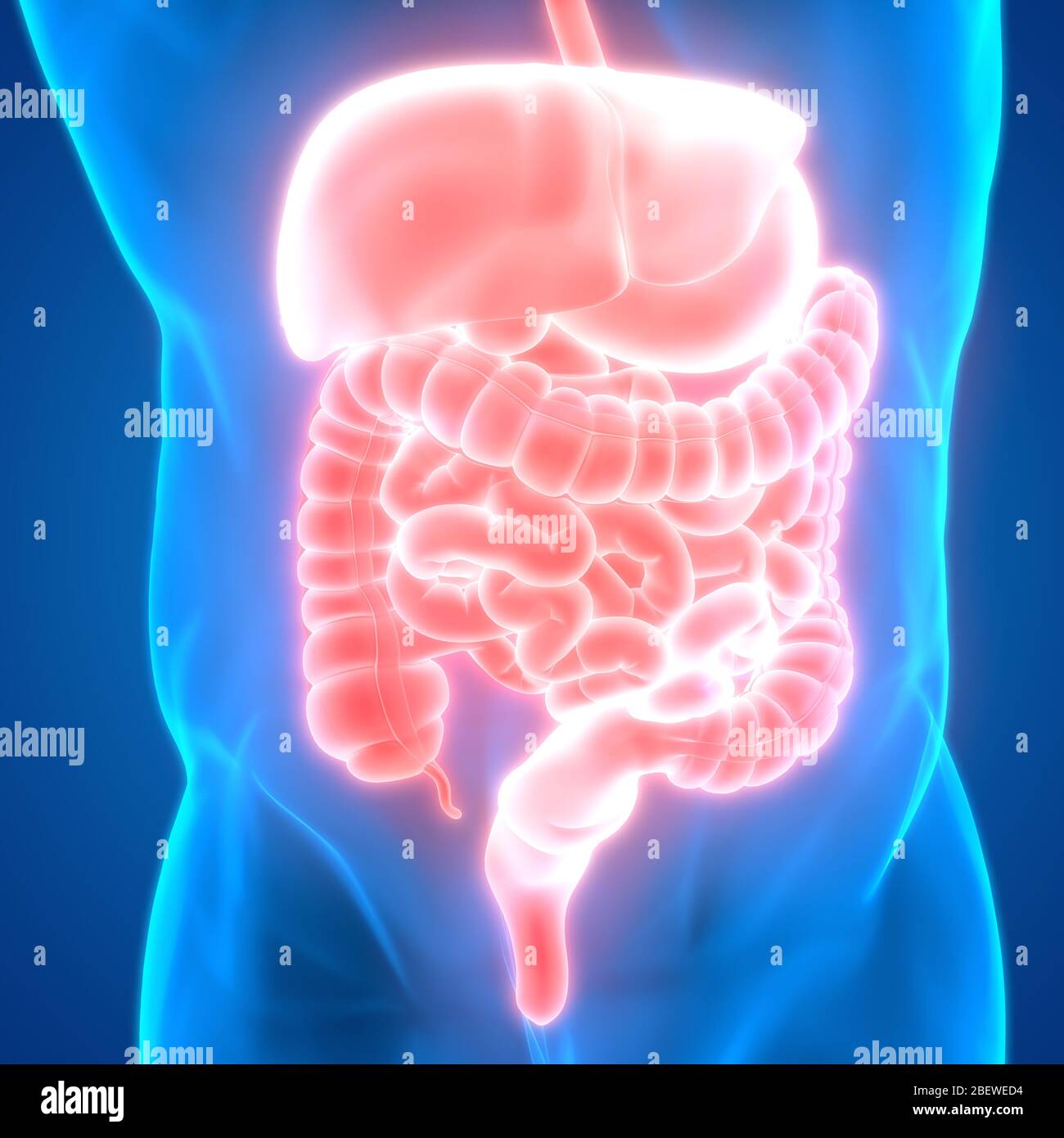 Human Digestive System Anatomy Stock Photo - Alamy