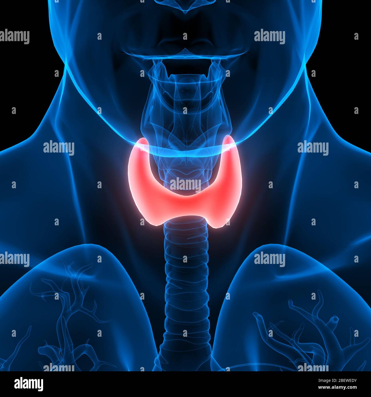 Human Glands Lobes of Thyroid Gland Anatomy Stock Photo - Alamy