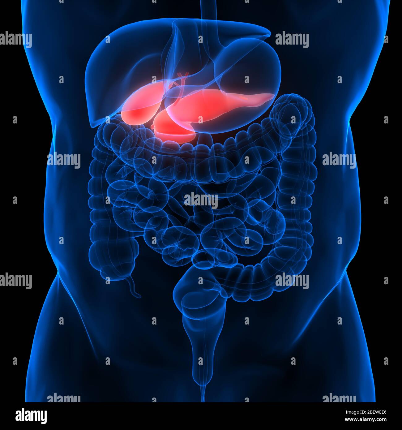 Human Internal Organ Pancreas with Gallbladder Anatomy Stock Photo - Alamy