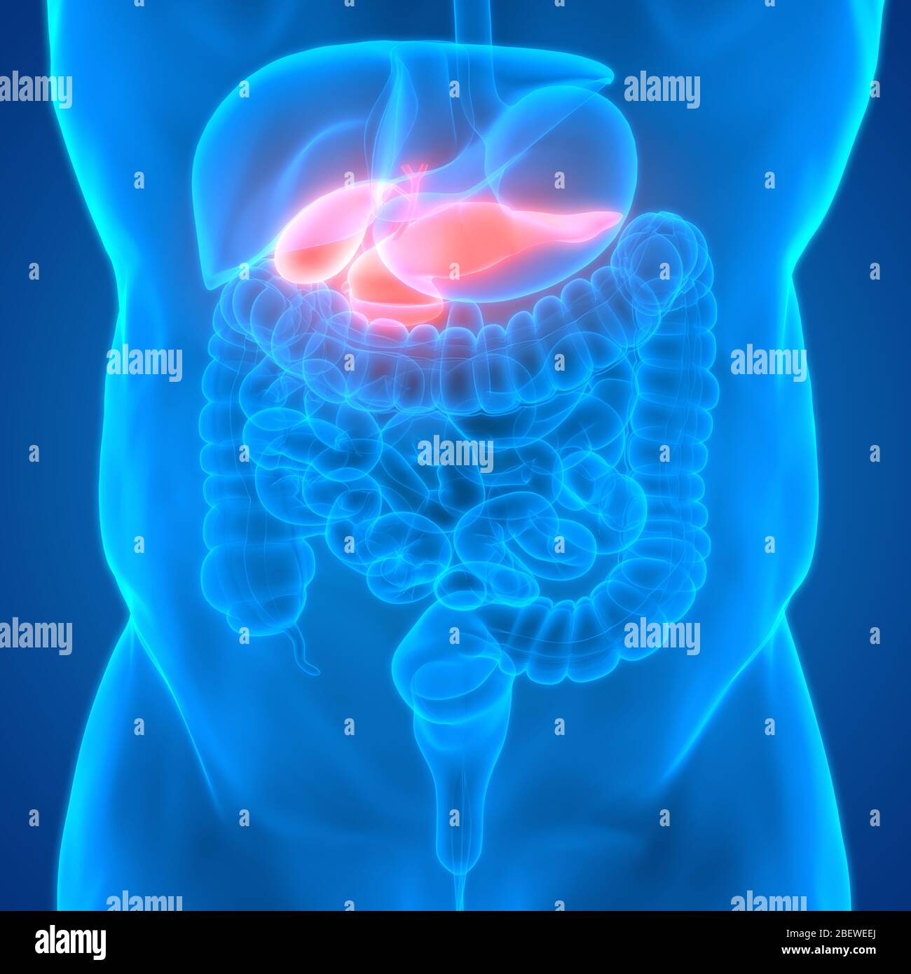 Human Internal Organ Pancreas with Gallbladder Anatomy Stock Photo - Alamy