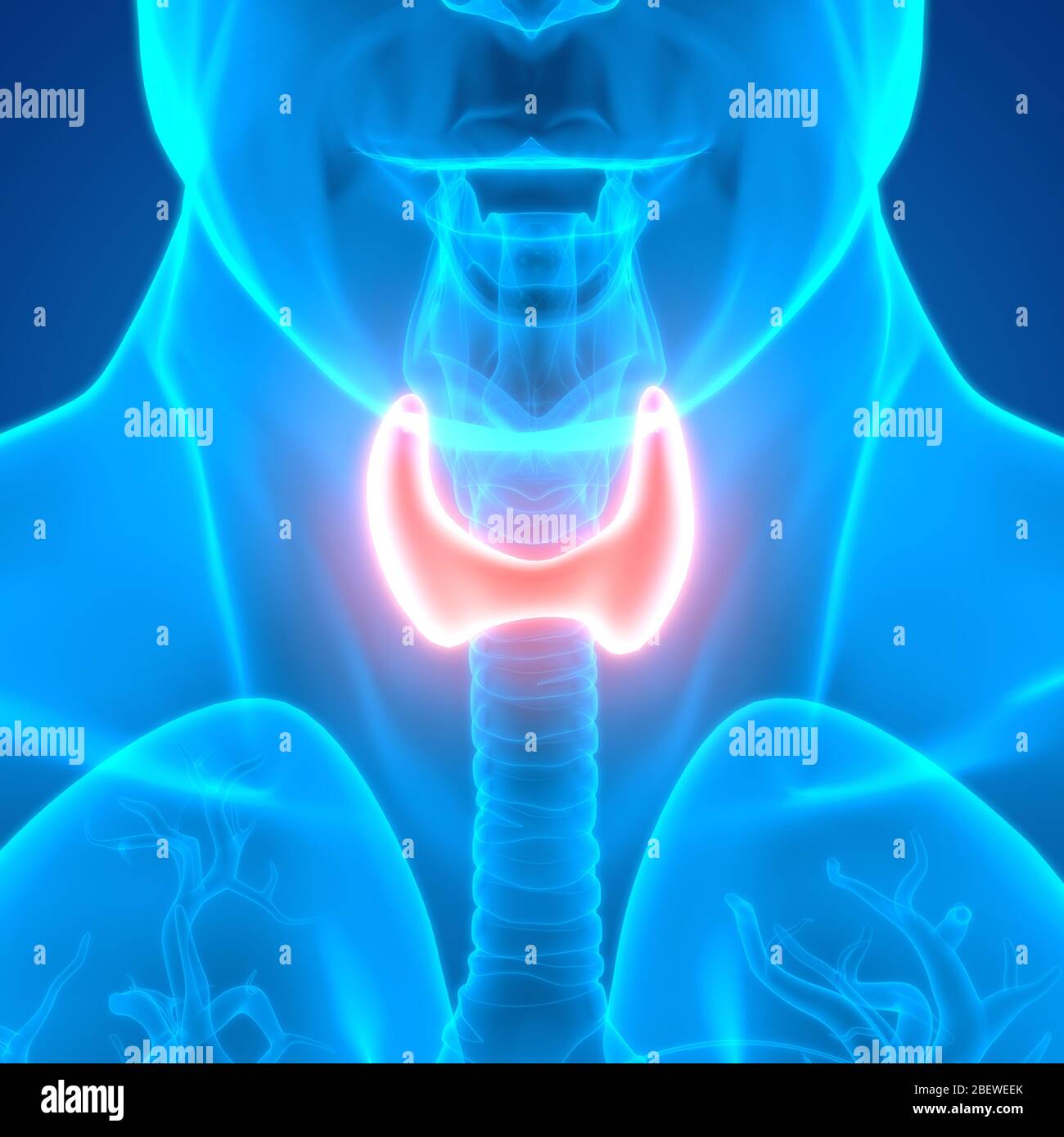 Endocrine system glands 3d hi-res stock photography and images - Alamy