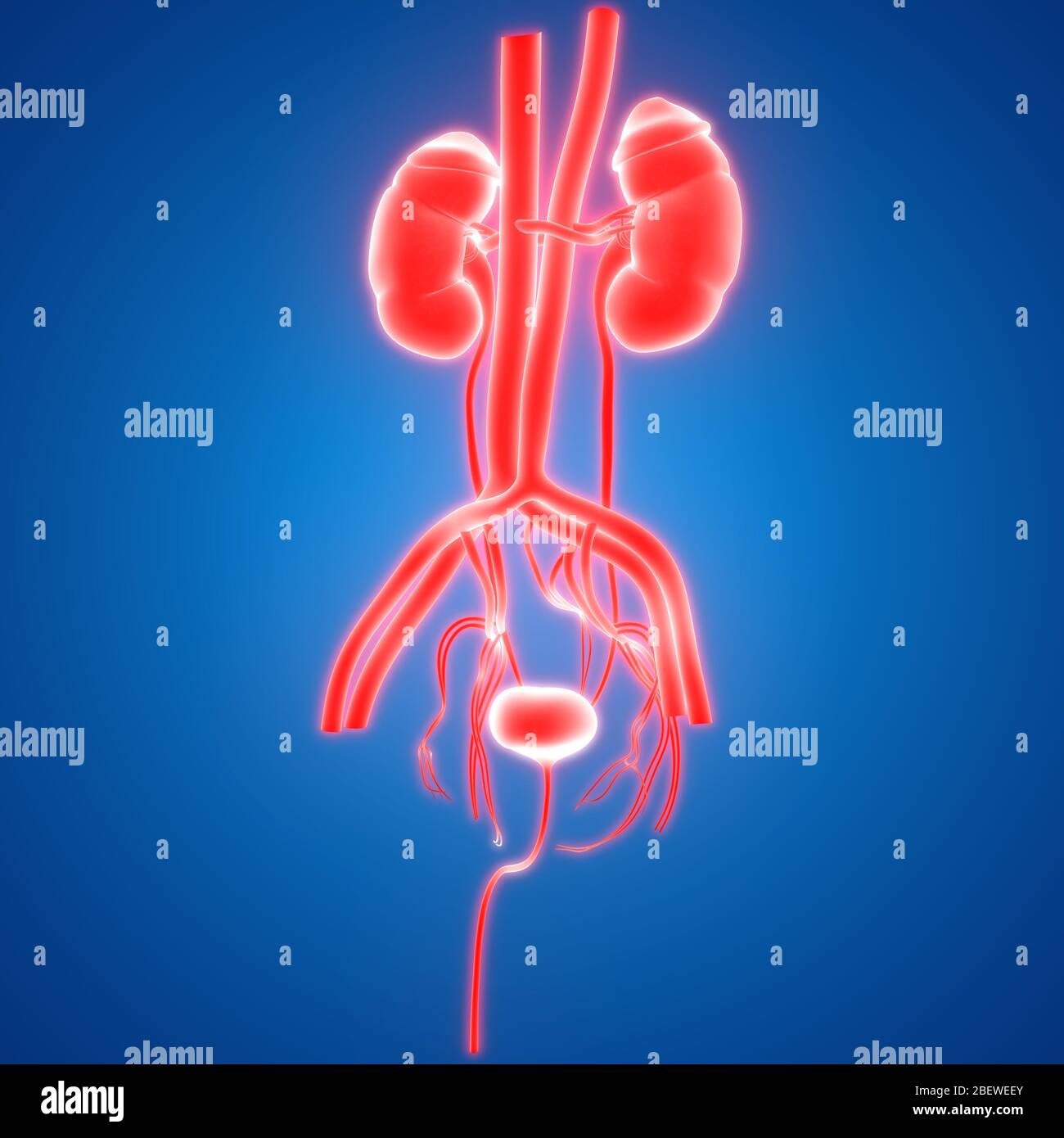 Human Urinary System Kidneys with Bladder Anatomy Stock Photo - Alamy