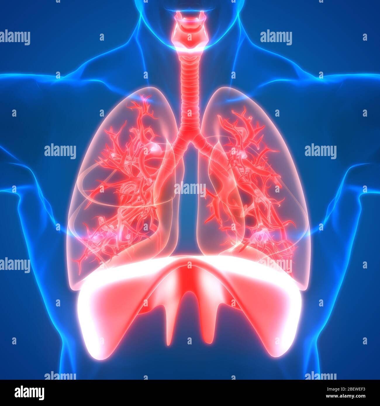 Human Respiratory System Lungs Anatomy Stock Photo - Alamy
