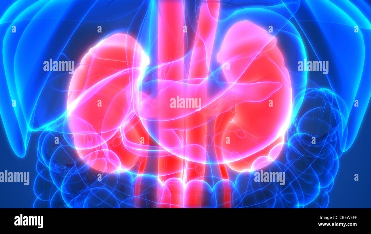 Human Urinary System Kidneys with Bladder Anatomy Stock Photo - Alamy