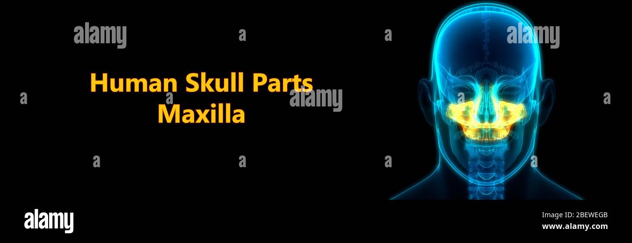 Human Skeleton System Skull Bone Joints Anatomy Stock Photo - Alamy