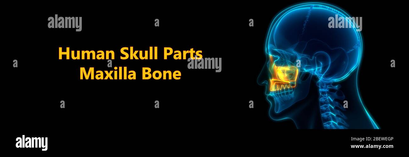 Human Skeleton System Skull Bone Joints Anatomy Stock Photo - Alamy