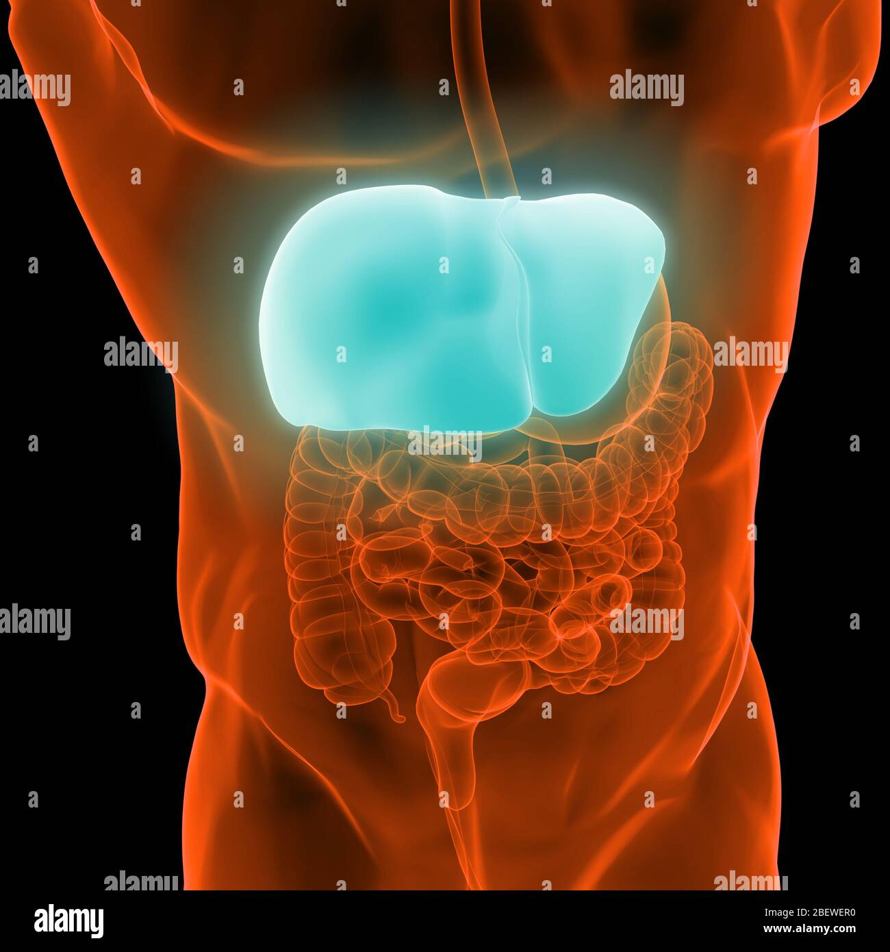 Human Digestive Internal Organ Liver Anatomy Stock Photo - Alamy