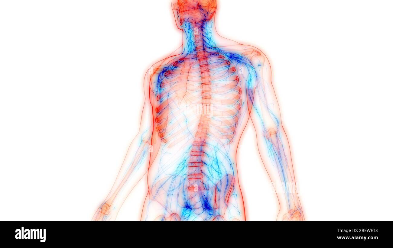 Human Body Nervous System Anatomy Stock Photo - Alamy
