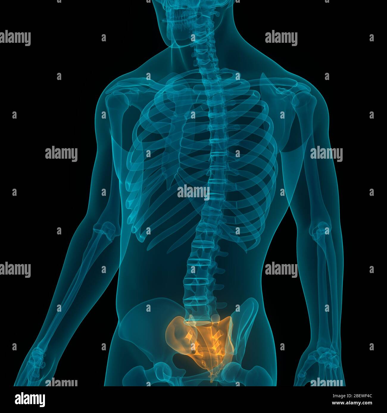Vertebral Column Sacrum of Human Skeleton System Anatomy Stock Photo ...
